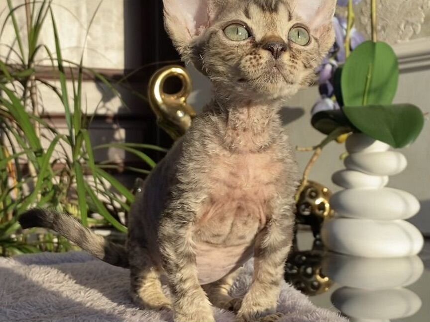 Мальчик Девон Рекс