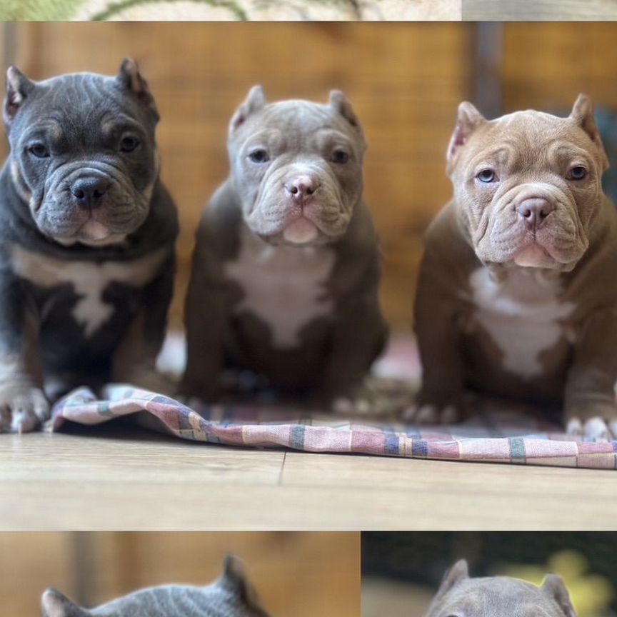 Американский булли, щенок