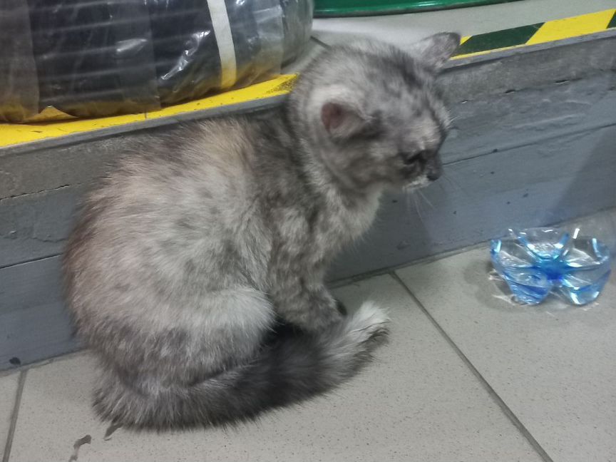 Котонок