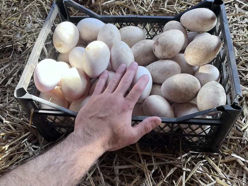 Гасиные яйца