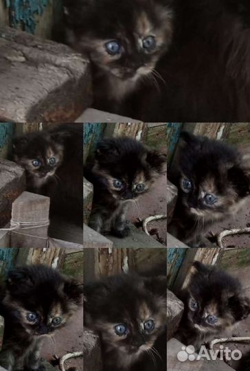Котенок девочка полусибирская