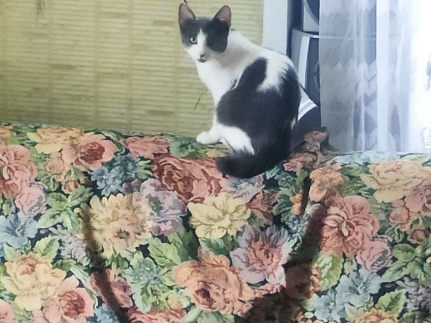 Кошки курильский бобтейл