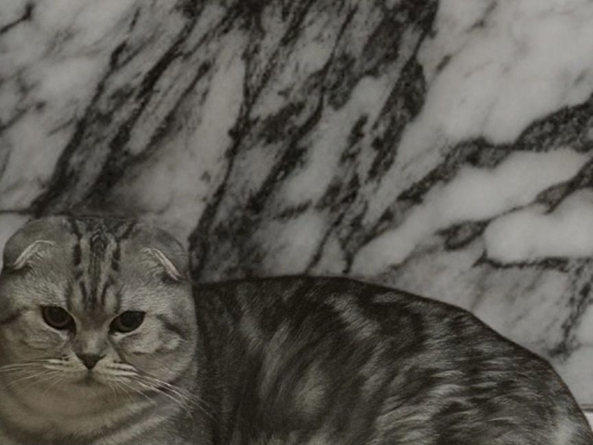 Шотландский вислоухий кот вязка