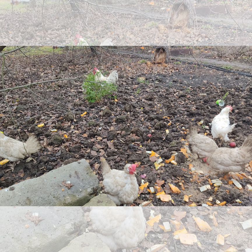 Куры несушки