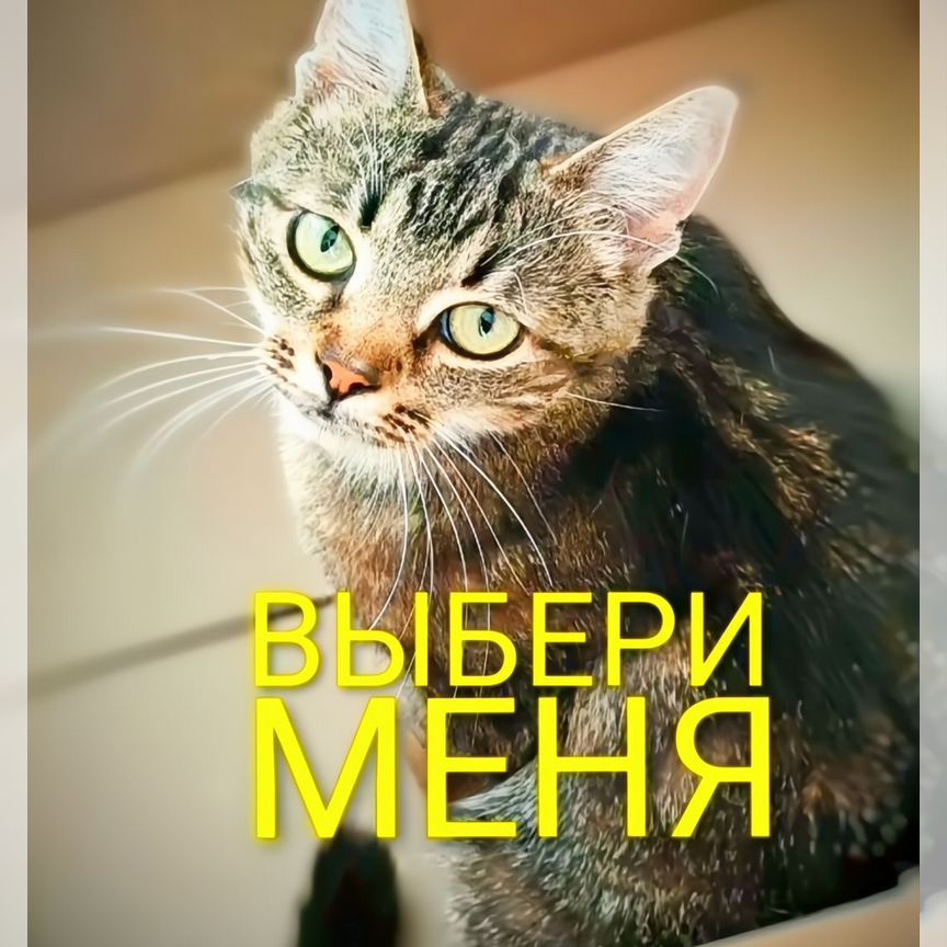 Юная, очень ласковая кошечка Лиза в добрые руки