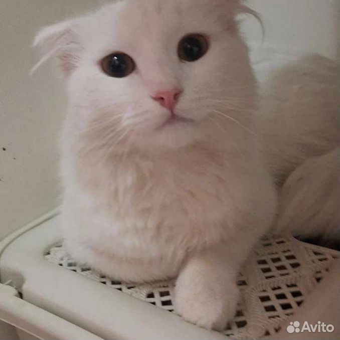 Котик найденный