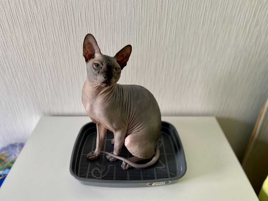 Лоток для кошек и котят