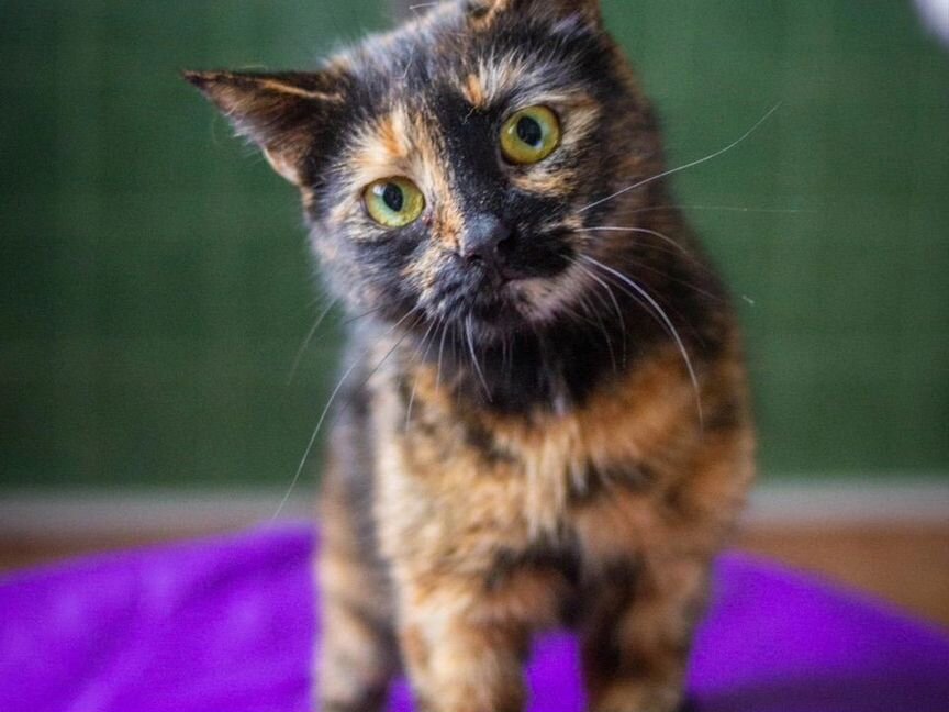 Нежная Лейла ищет дом