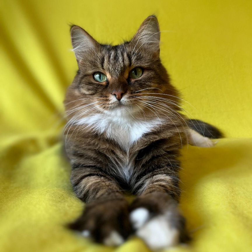 Василиса в добрые руки