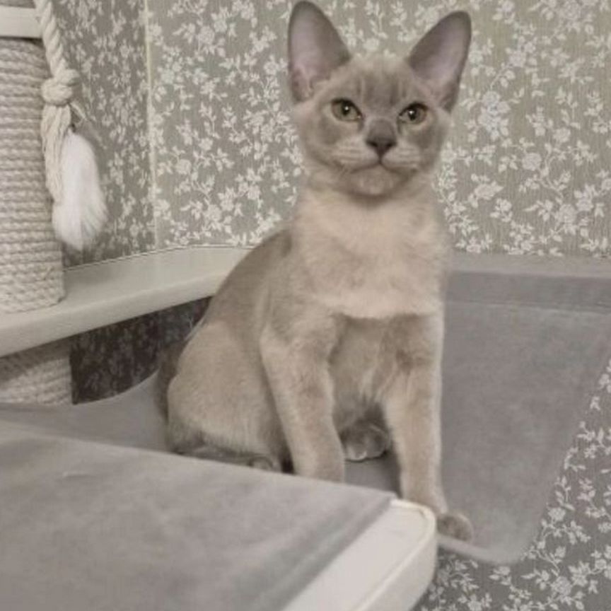 Европейский бурманский котёнок