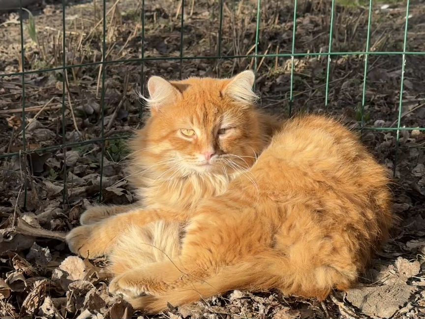 Котик