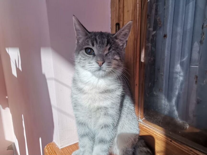 Котенок в добрые руки
