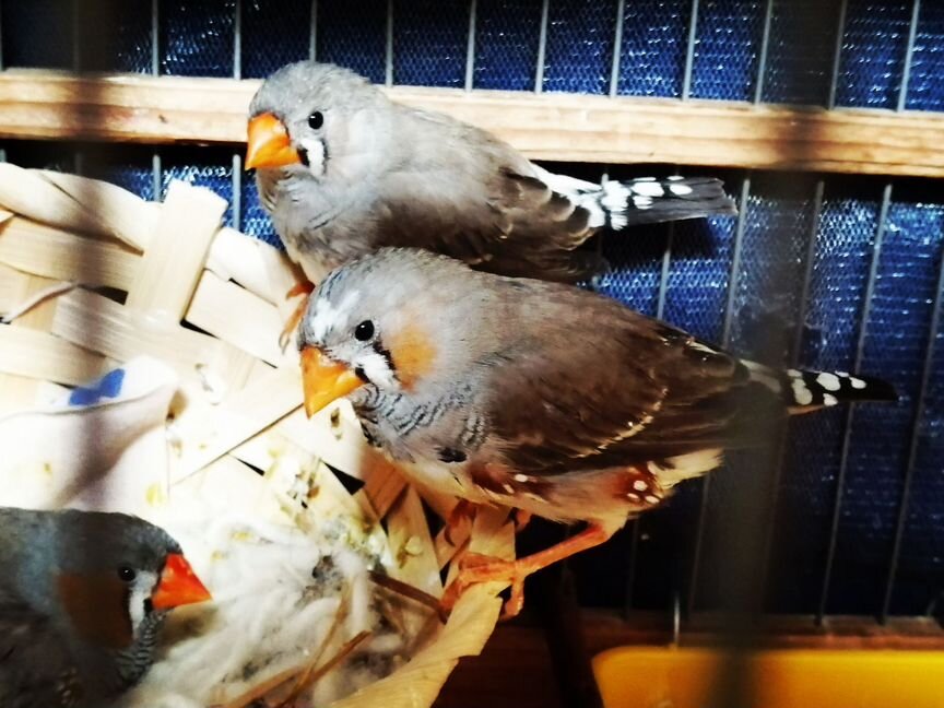 Зебровые амадины