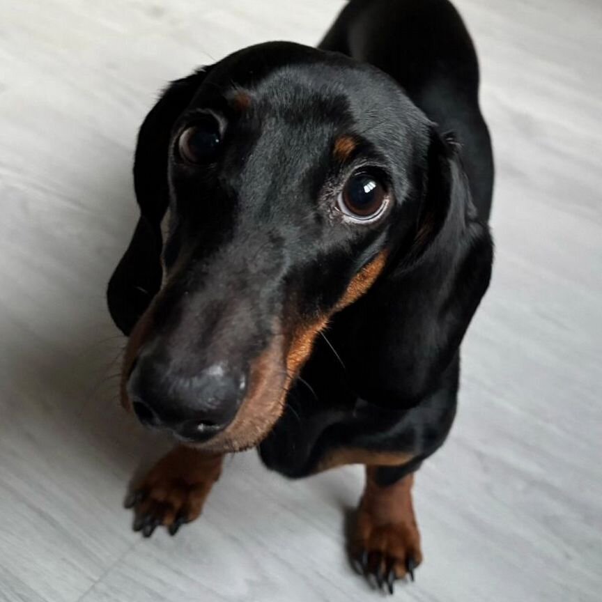 Такса, взрослый пёс