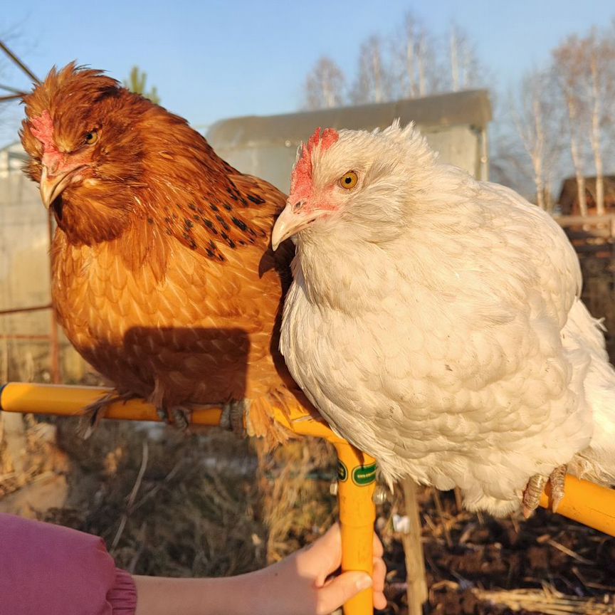 Продам 2х курочек несушек