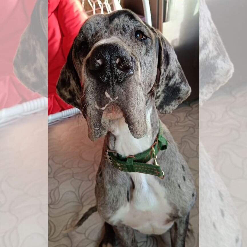 Немецкий дог 1.3