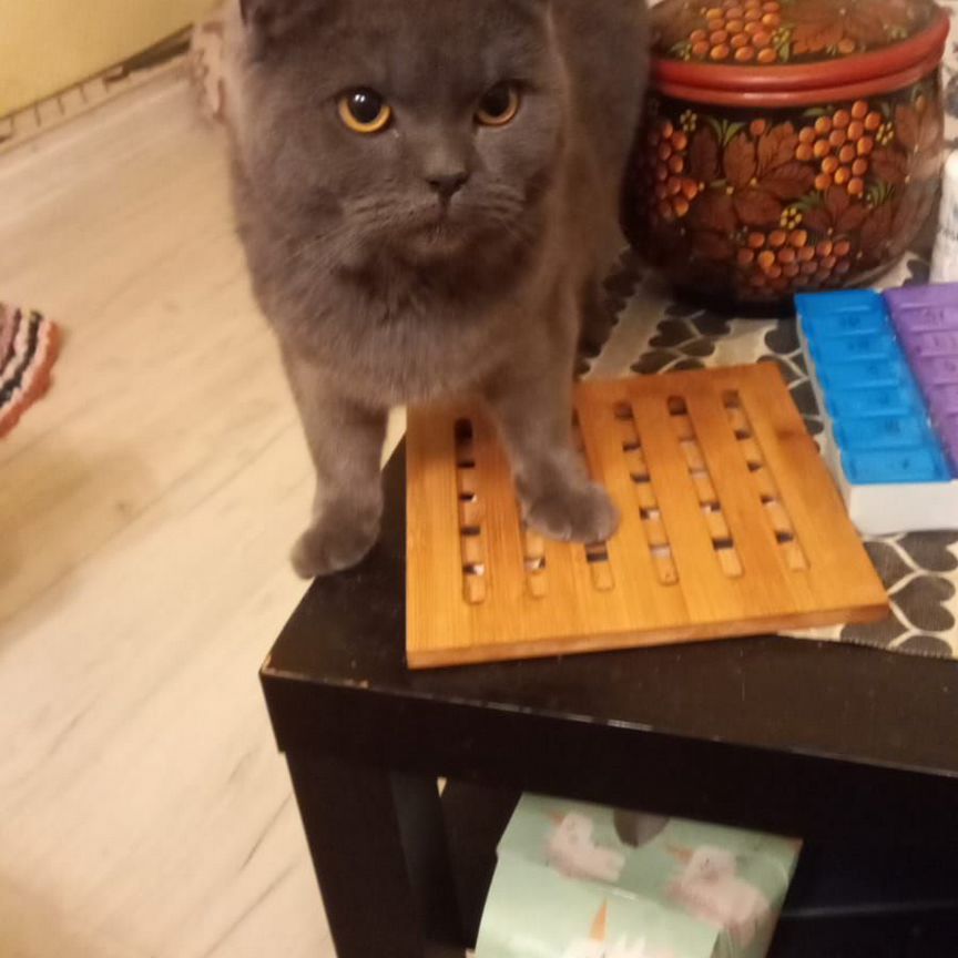 Вальтер Скотт ищет дом