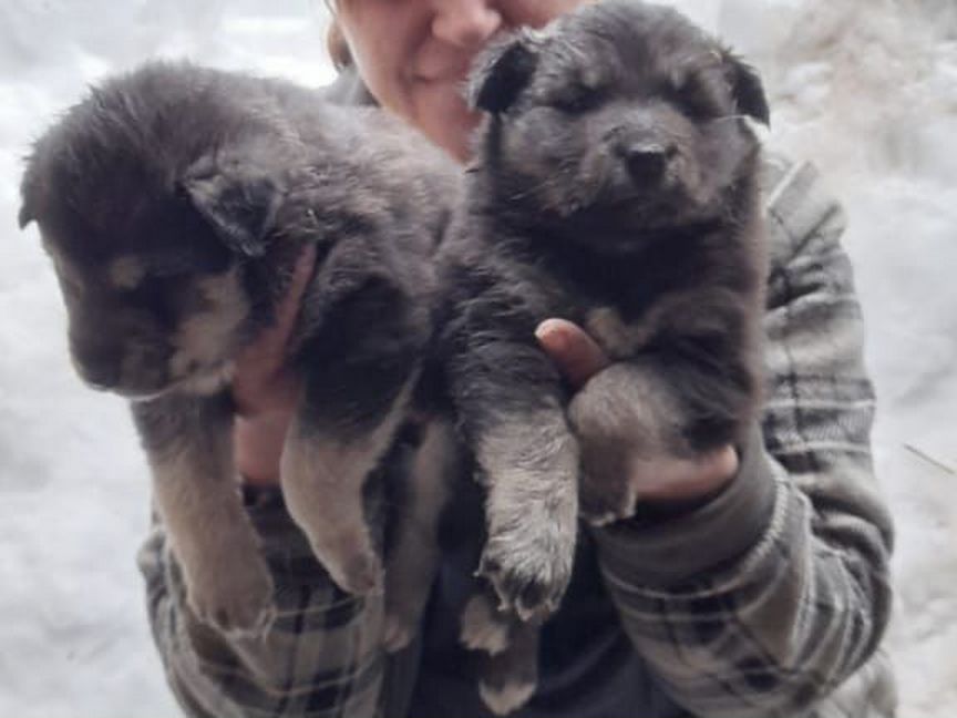 Щенки в добрые руки