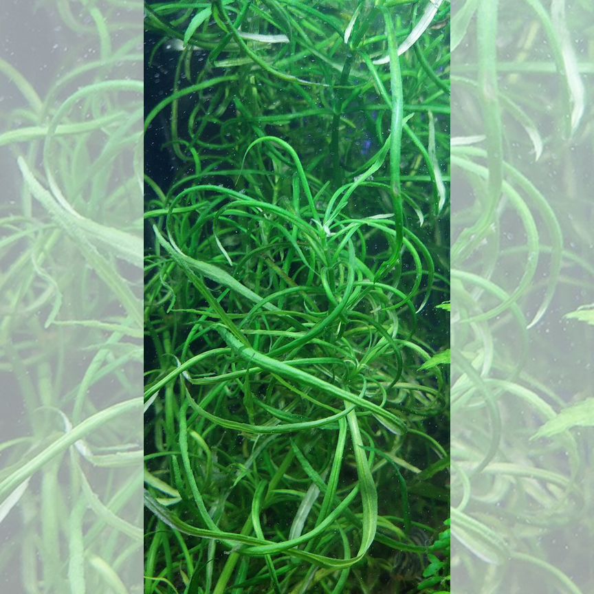 Растение в аквариумное