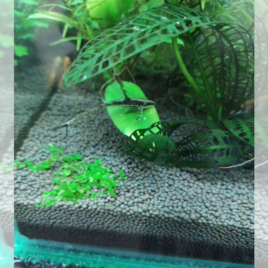 Стурисома панамская