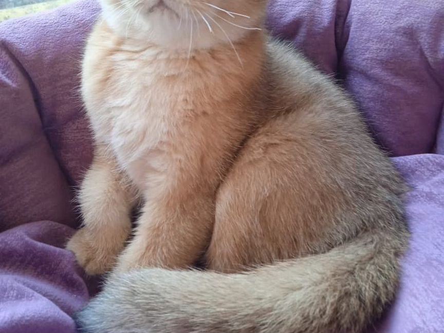 Шотландский красавчик+кот на вязку