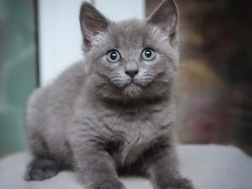 Лялечка (2 мес.) котенок с набивной шубкой