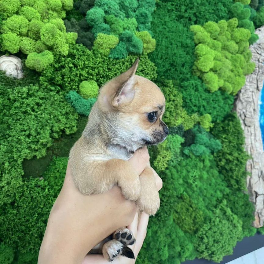 Чишки малышки