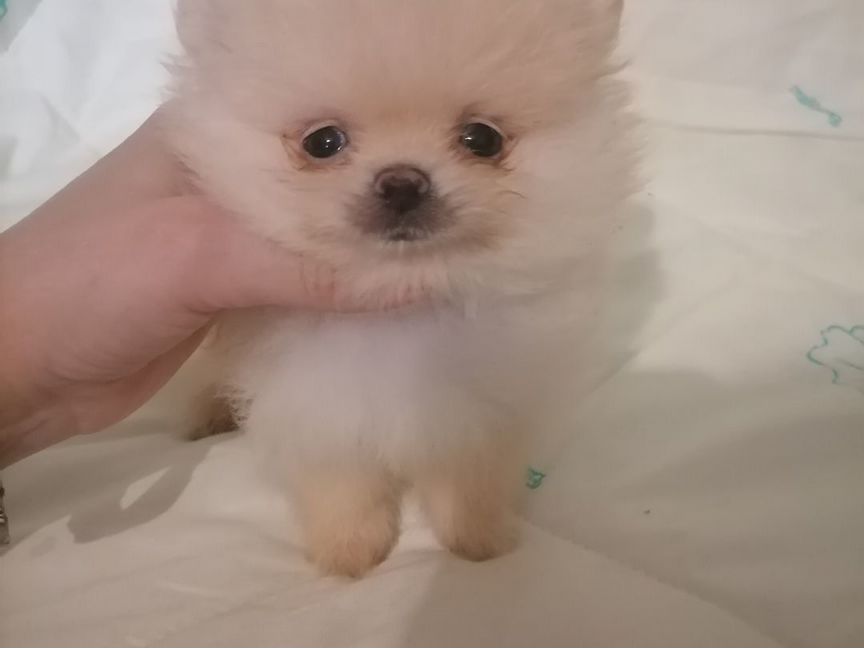 Мини шпиц Ванечка