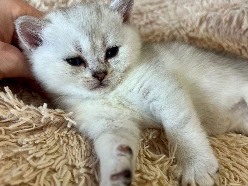 Шотландские котята (серебряная шиншилла)