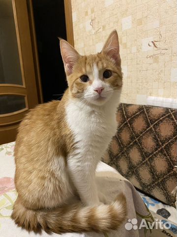 Котенок девочка