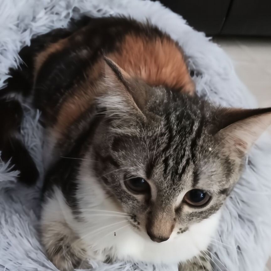 Котёнок от частного владельца