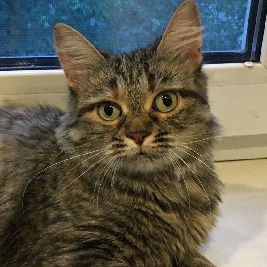 Кошечка в добрые руки