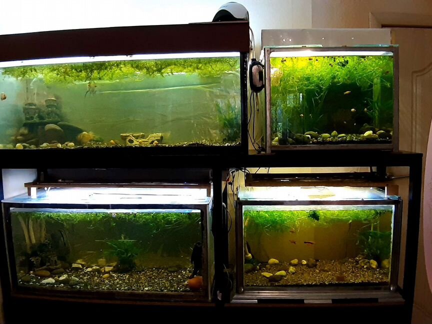 Аквариумные комплекс