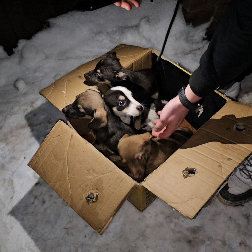 Щенки из коробки нуждаются в помощи жильём