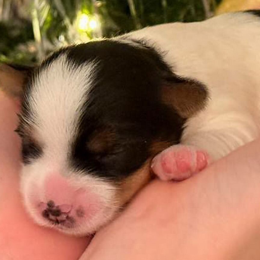 Бивер-йоркширский терьер, щенок