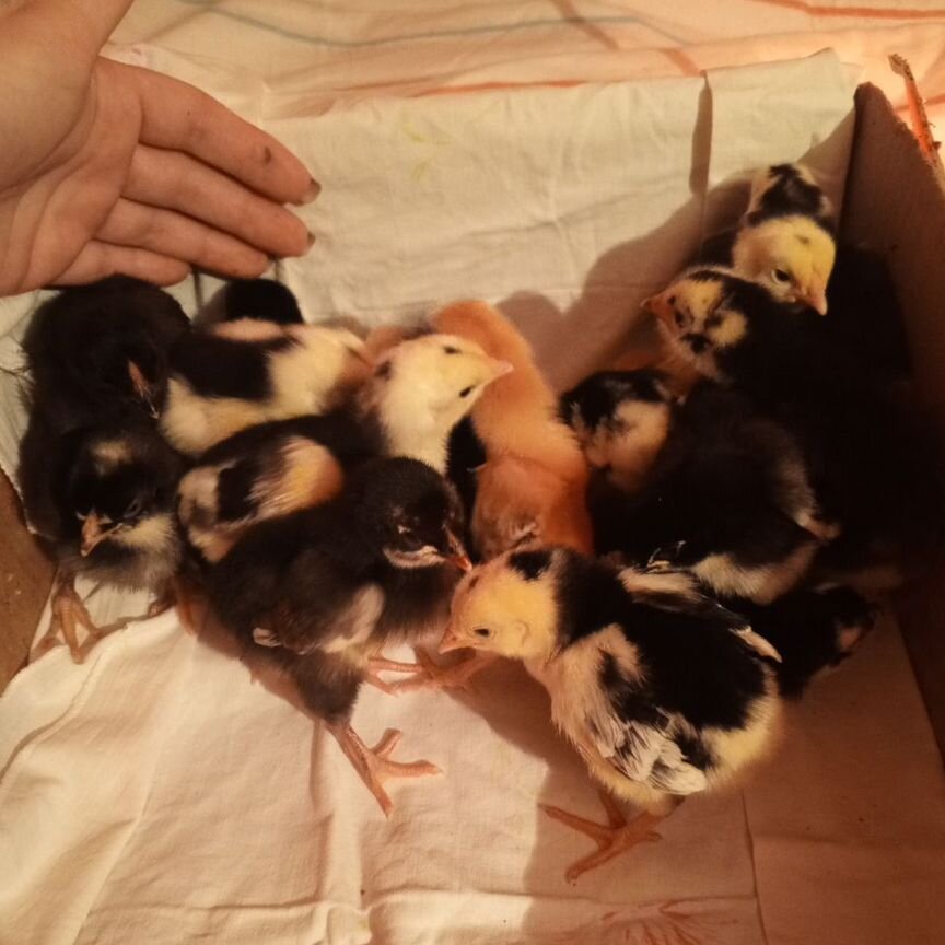 Цыплята домашние Доминант