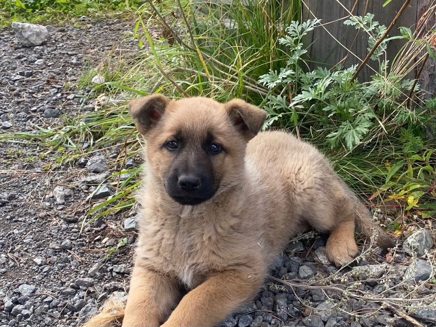 Щенки немецкой овчарки