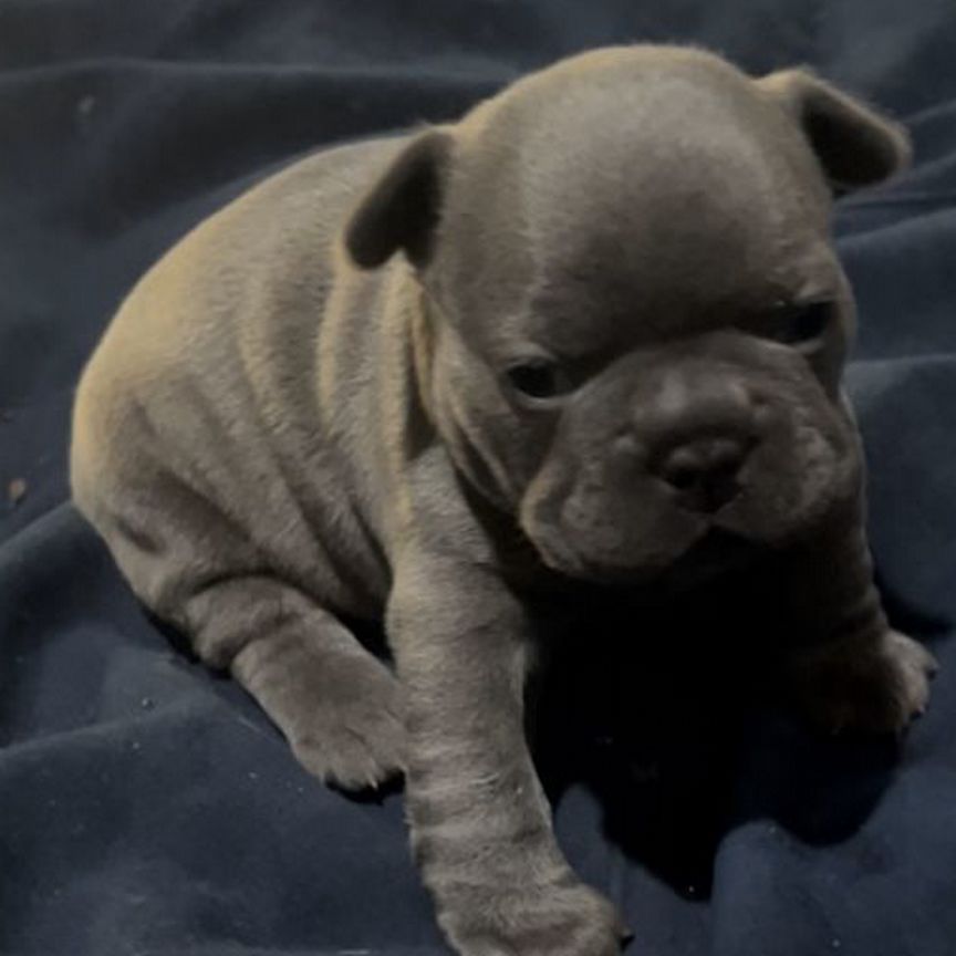 Французский бульдог, щенок