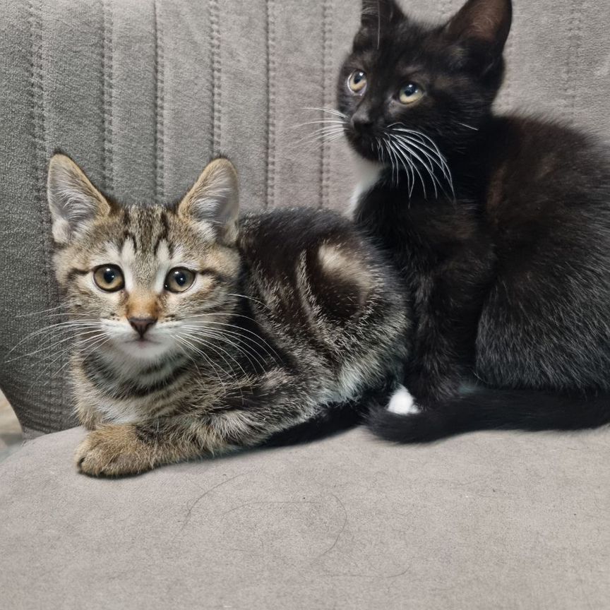 Котята в добрые руки бесплатно