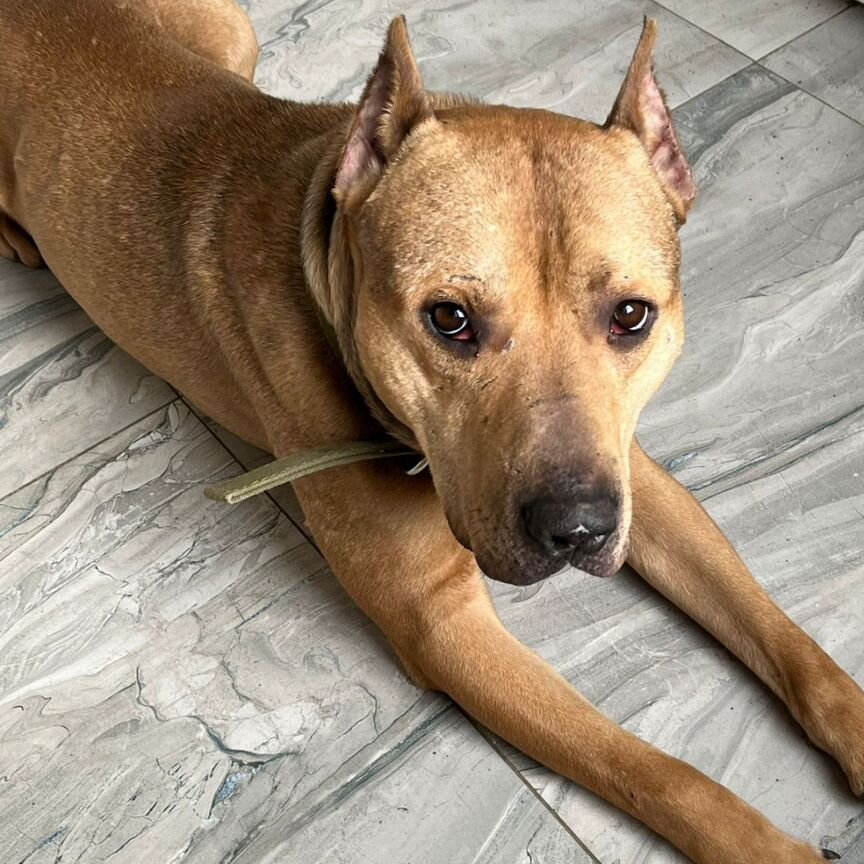 Стаффордширский терьер