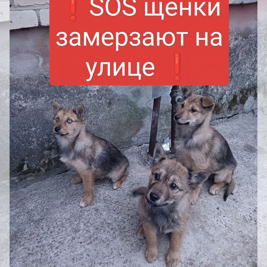 Щенки замерзают на улице