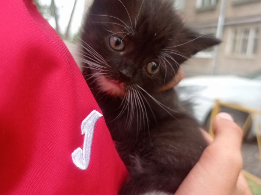 Котенок девочка в добрые руки