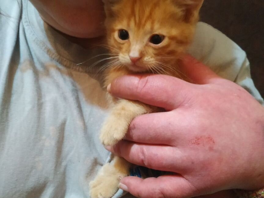 Сибирский котенок