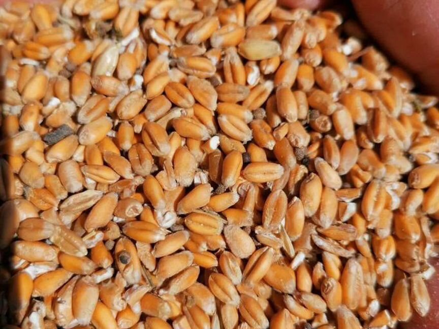 Ячменная зерносмесь