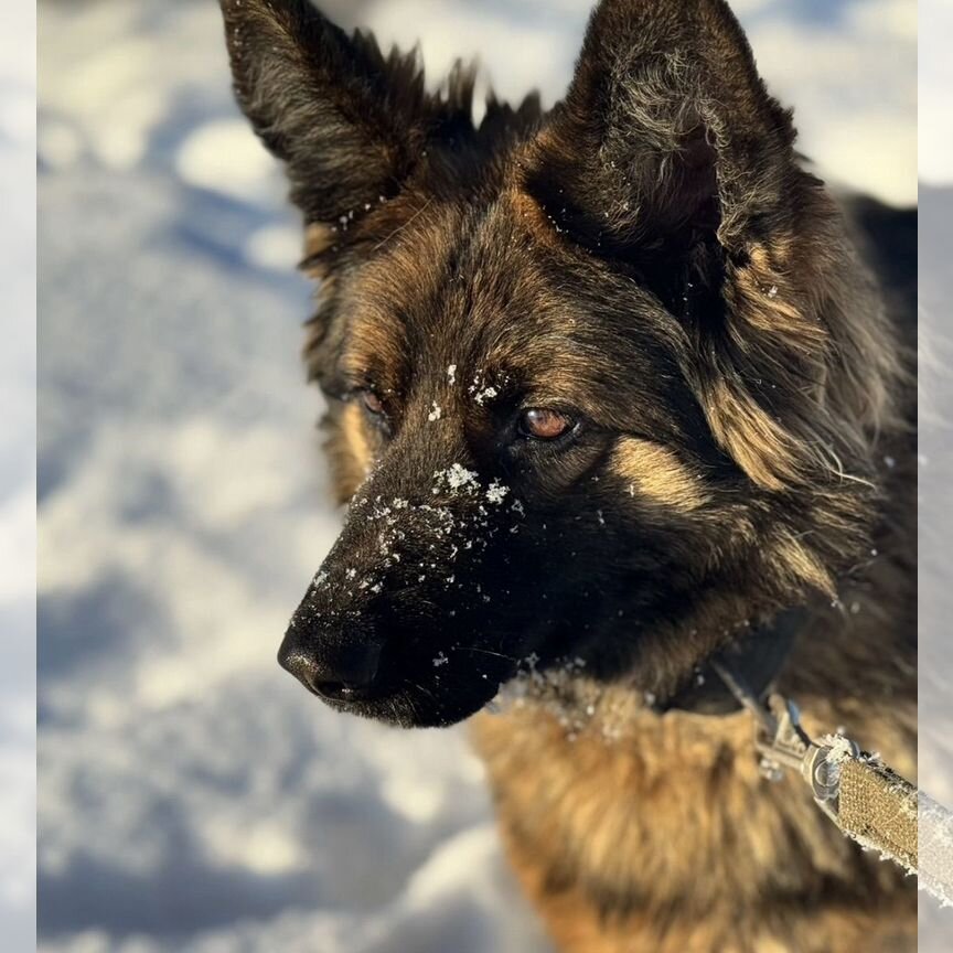 Взрослая собака в добрые руки