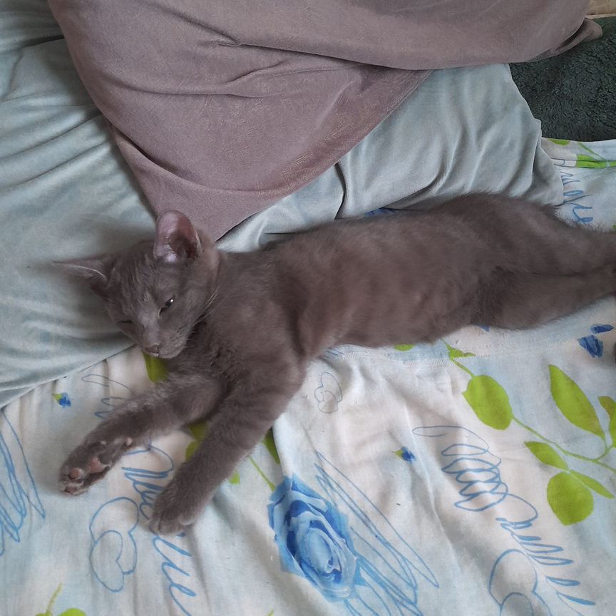 Отдам котенка в добрые руки