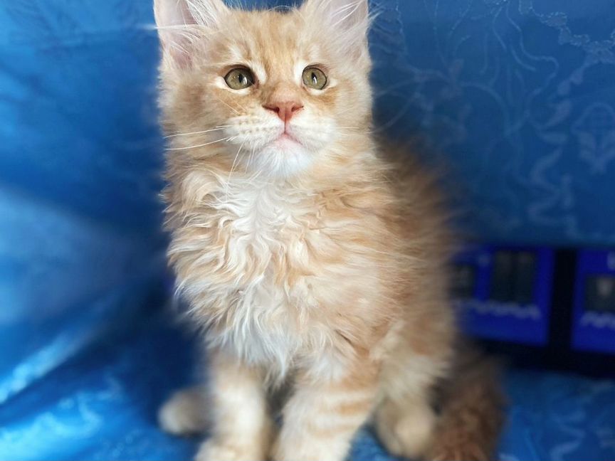 Котята мейн-кун полидакт