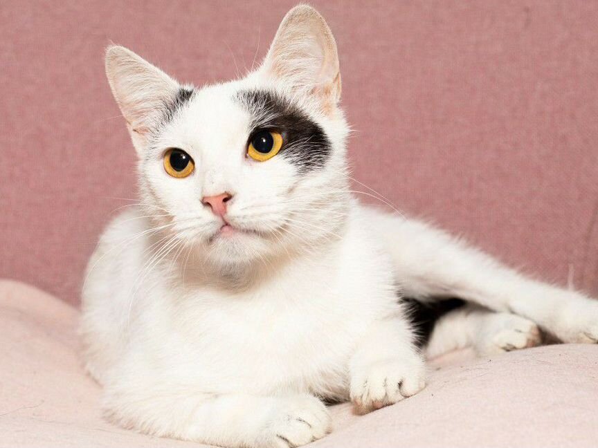 Ласковая кошка в добрые руки