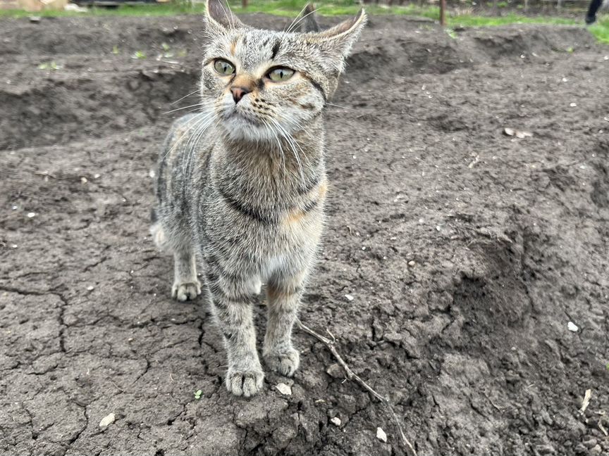 Кошка и кот пристраиваются в добрые руки