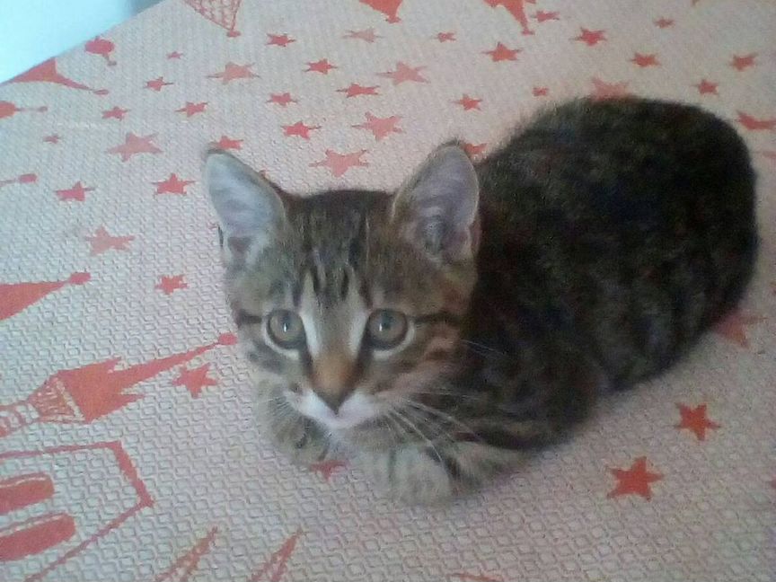 Котенок